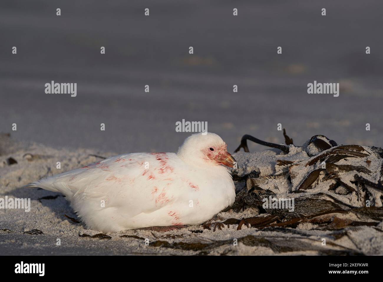 Pale-faced Sheathbill (Chionis albus) on the coast of Sea Lion Island ...