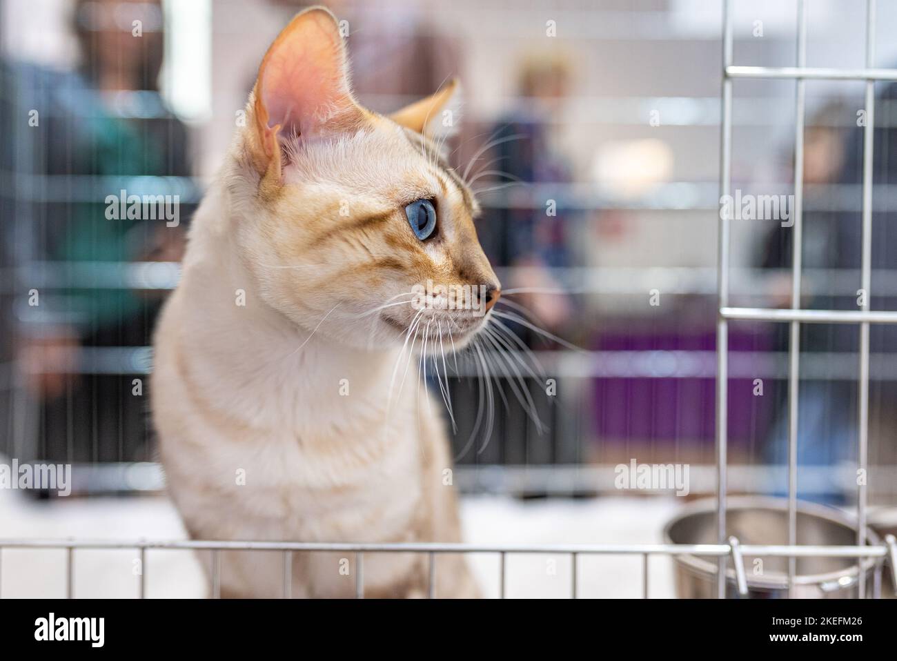 A show of very rare breed cats from the best Croatian catteries was ...
