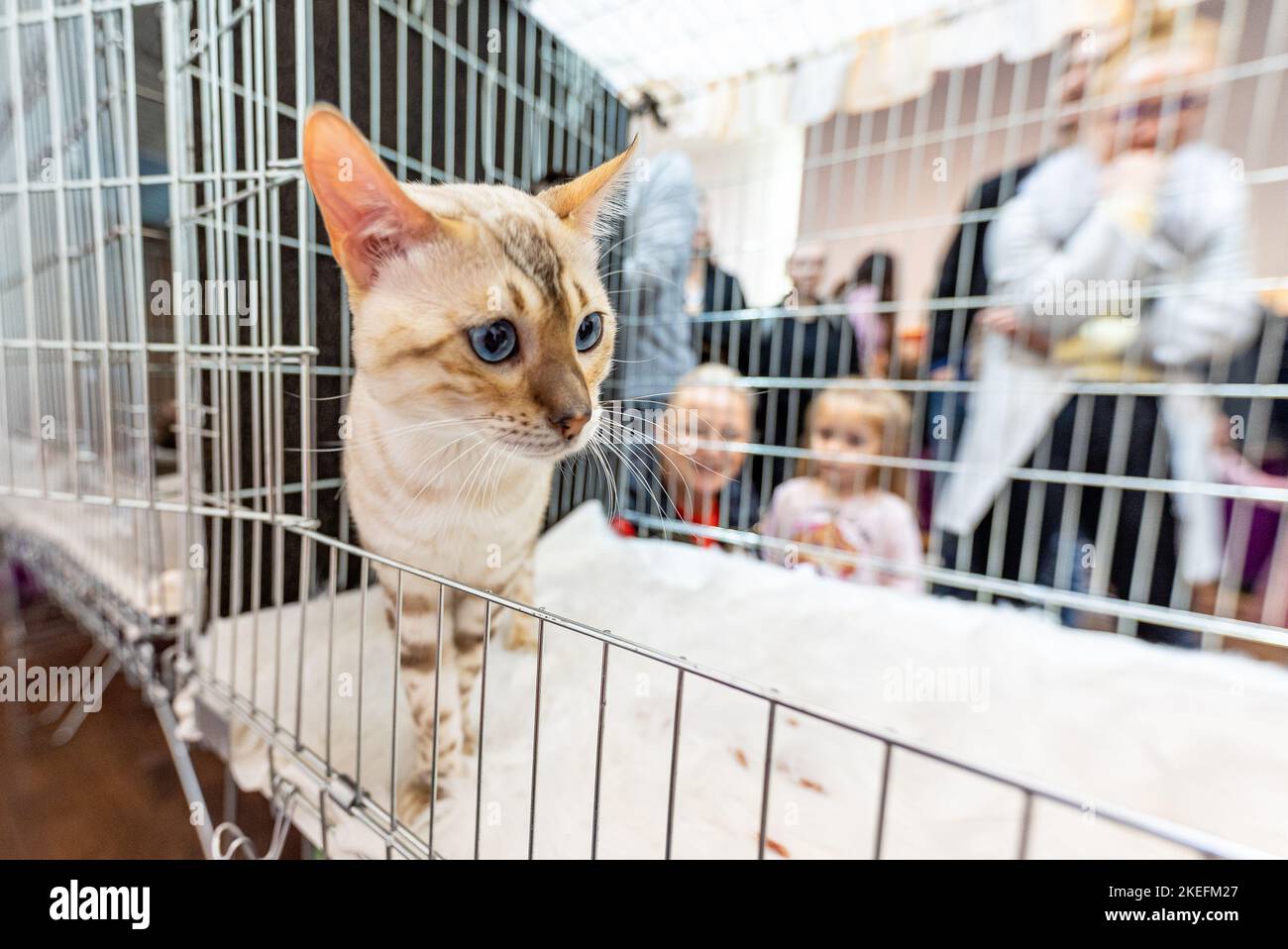 A show of very rare breed cats from the best Croatian catteries was ...