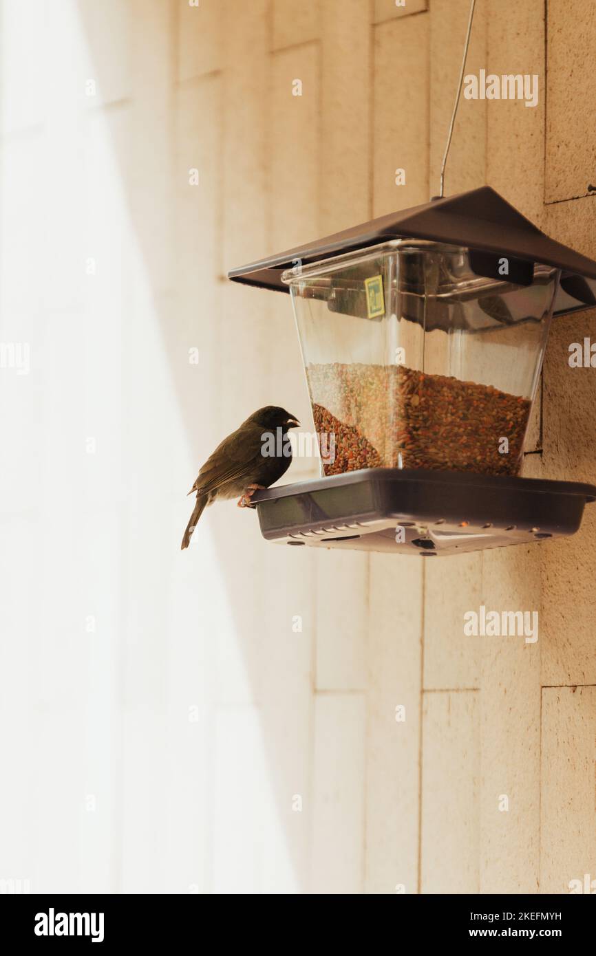 A selective focus shot of a dark-eyed junco bird eating from a bird ...