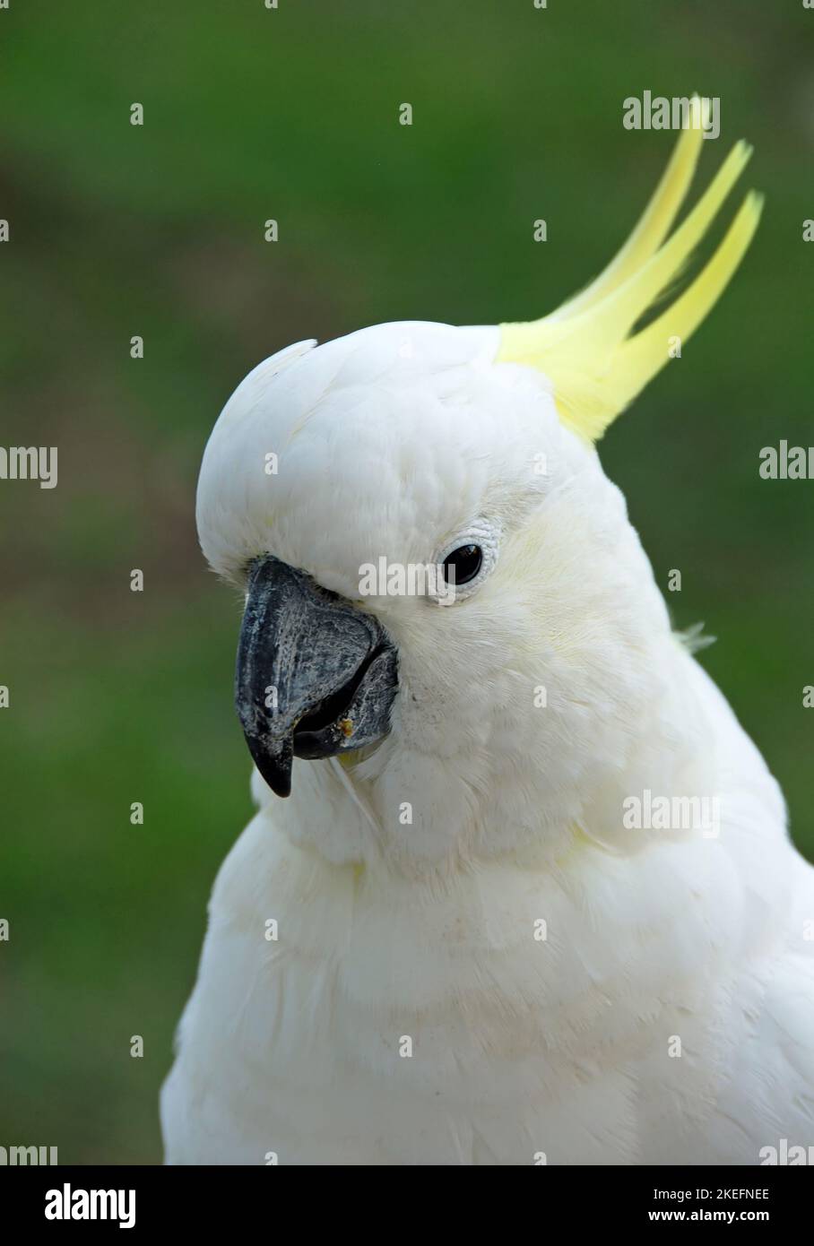 Sulphur-crested cockatoos with close up of head. Australian birds with ...