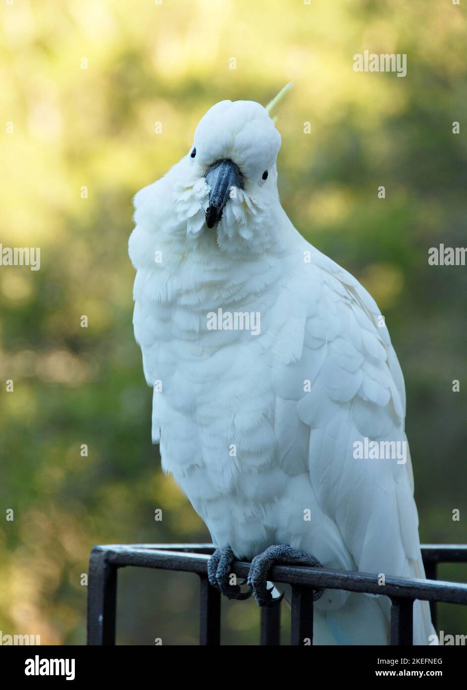 Native Australian Birds White