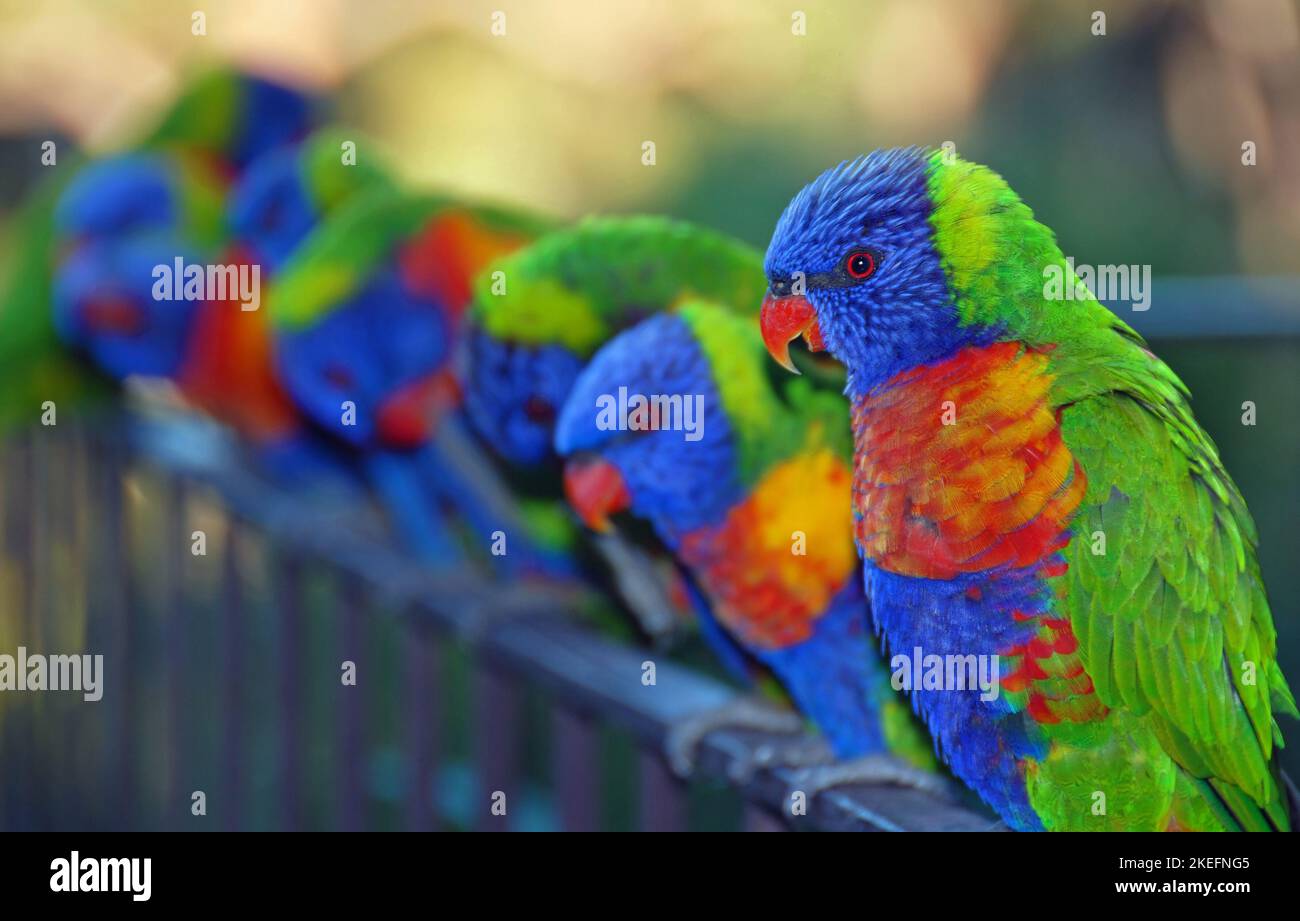 Rainbow lorikeets perching on a railing. Australian birds with ...