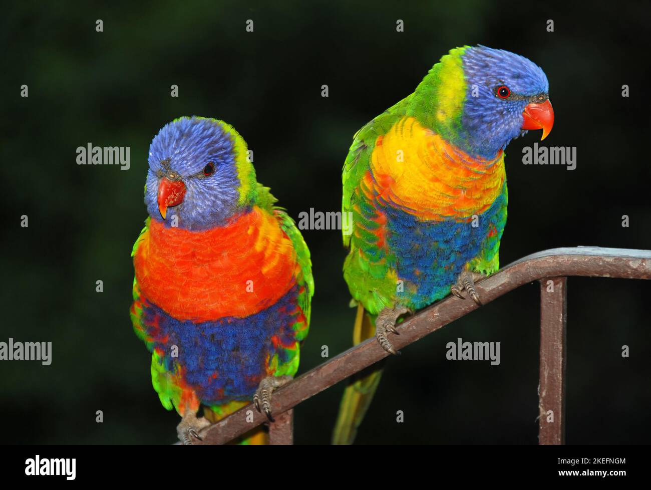 Rainbow lorikeets perching on a railing. Australian birds with ...