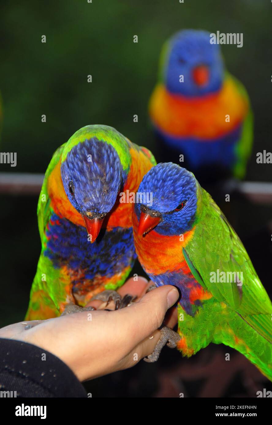 Rainbow lorikeets feeding from a woman's hand. Australian birds with ...