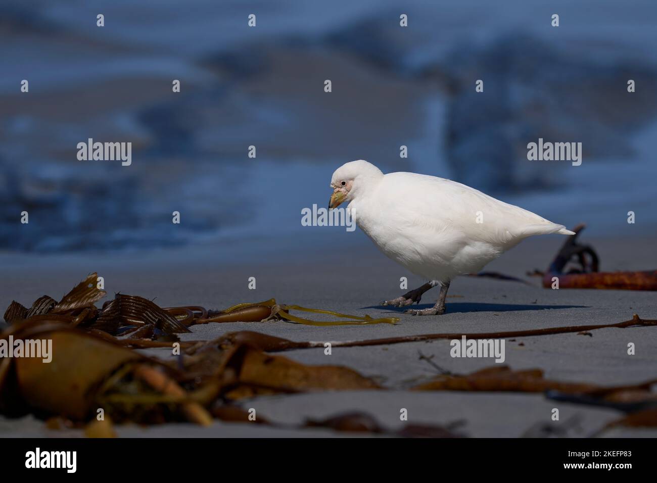 Pale-faced Sheathbill (Chionis albus) on the coast of Sea Lion Island ...