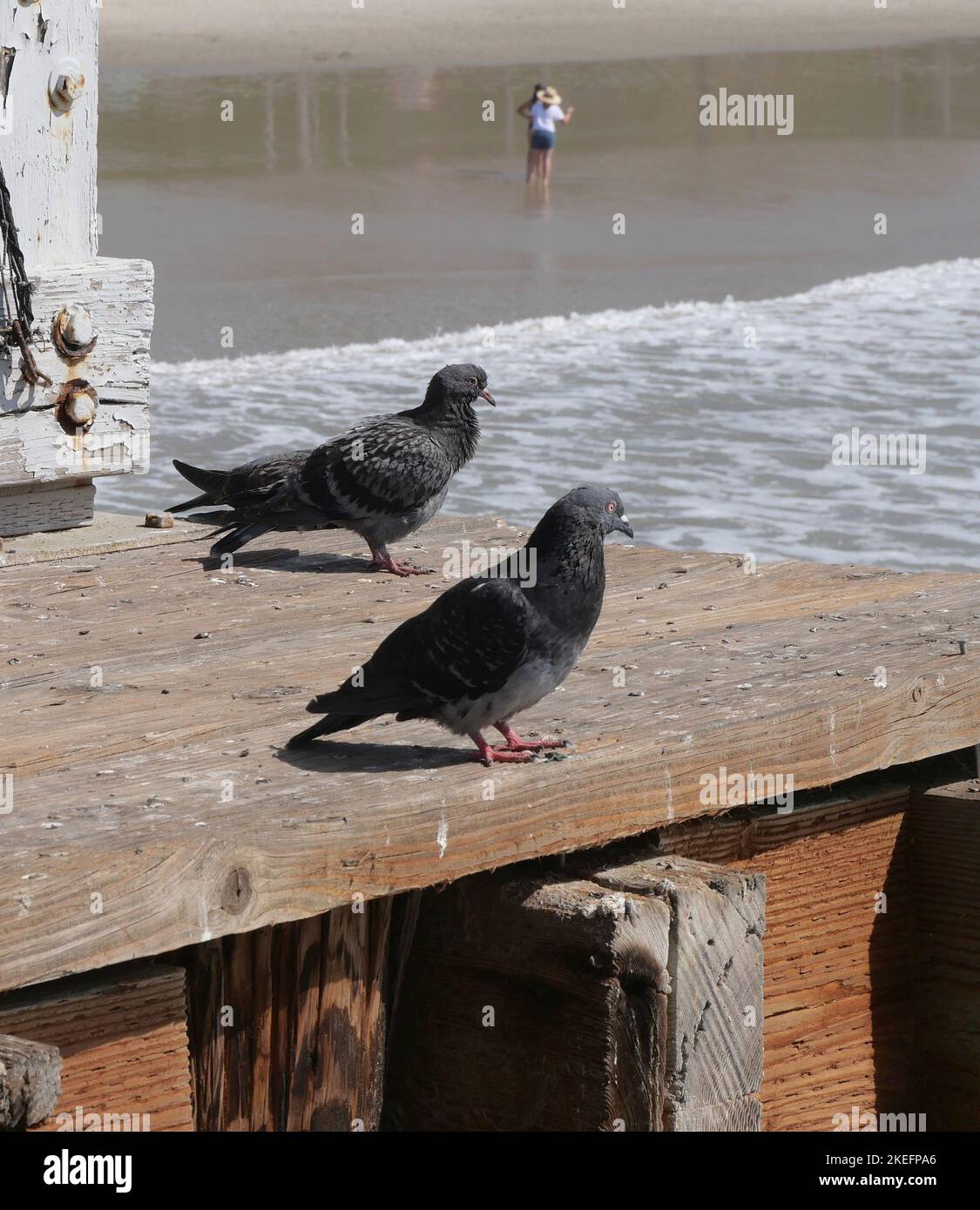 Pigeons on the San Clemente Pier in Orange County, California Stock ...