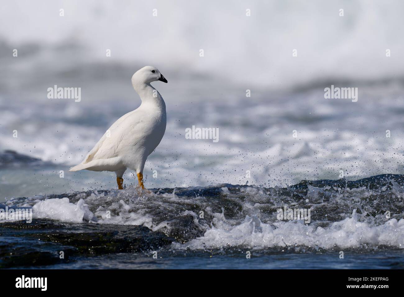 Male Kelp Goose (Chloephaga hybrida malvinarum) on the rocky coast of ...