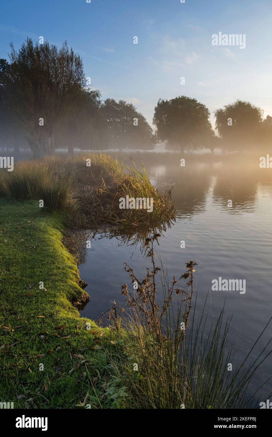 November mild weather looking over the misty ponds at Bushy Park in ...