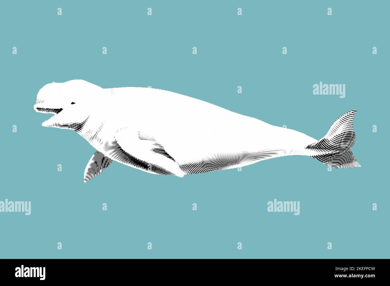 beluga engraving. Graphic illustration of a white beluga. Realistic ...