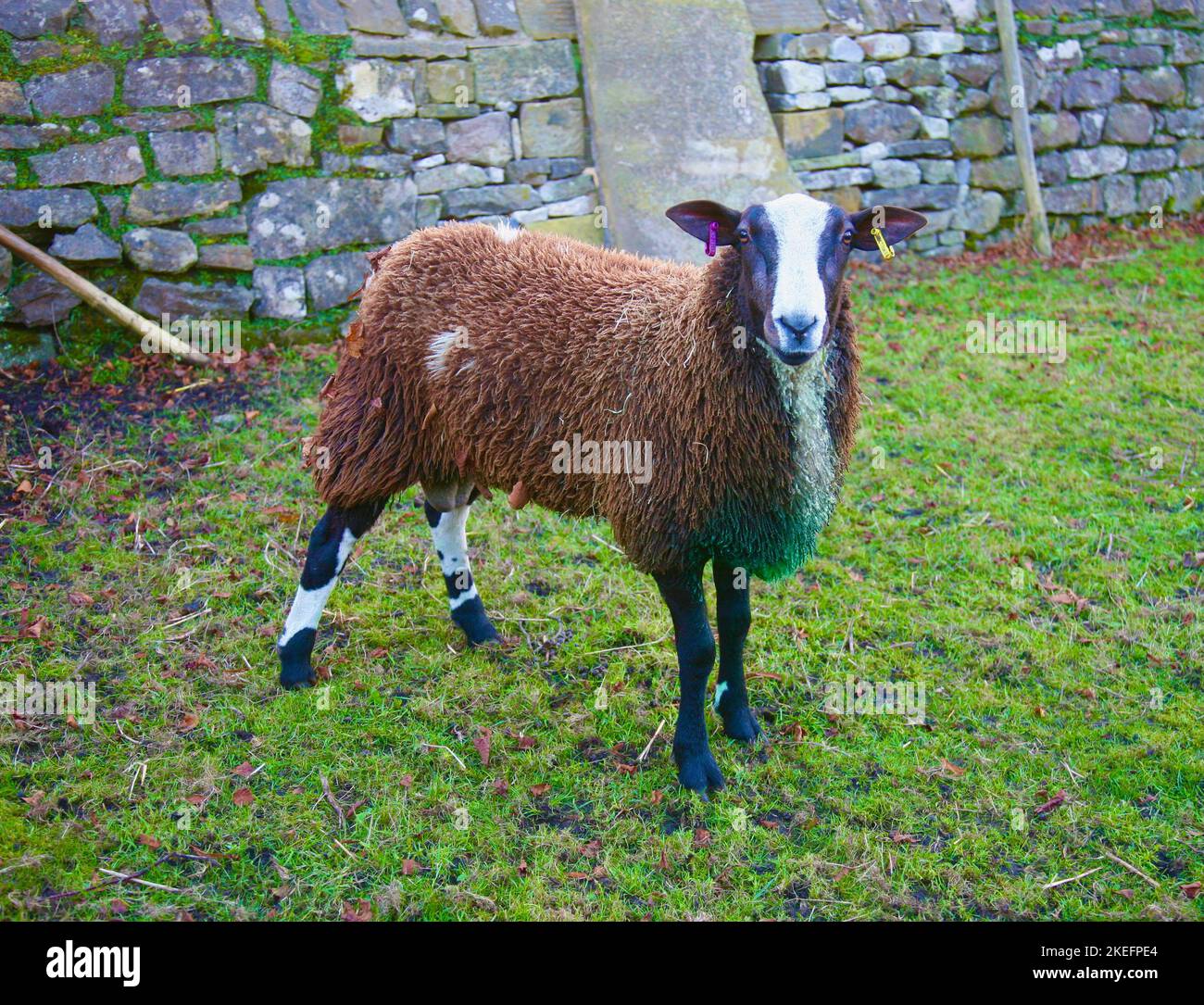 A Zwartbles sheep in the meadow, Downham, Clitheroe, Lancashire, United ...