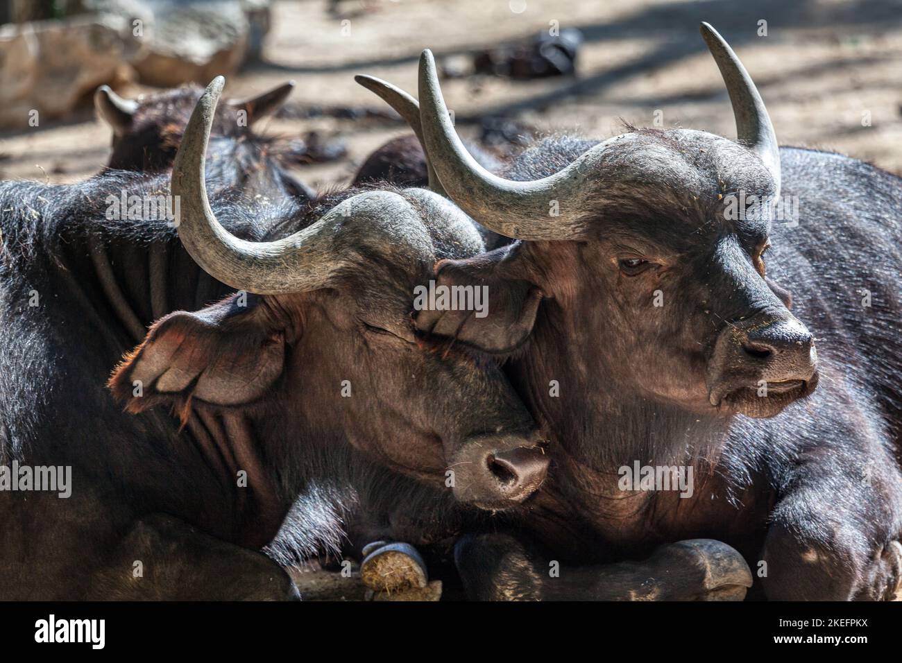 African Buffalo animals together . Pair of buffalo wild animals Stock ...