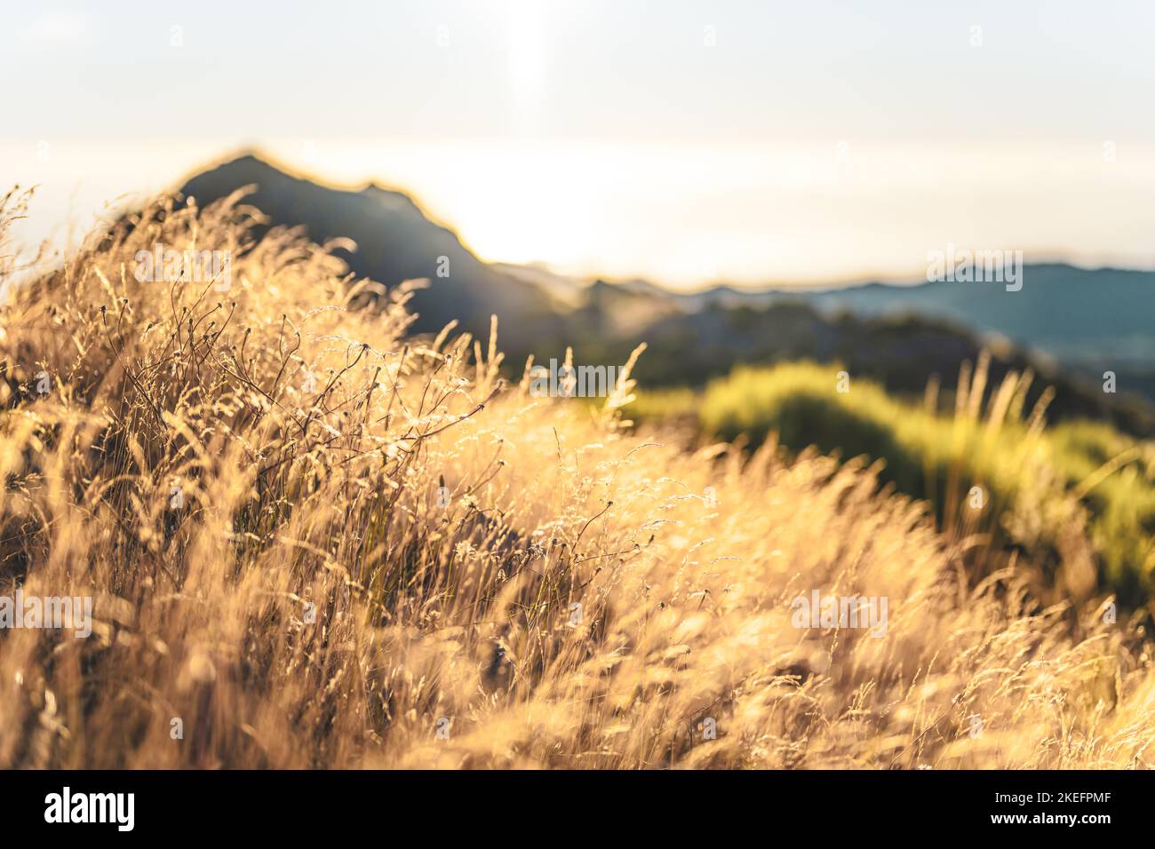 Description: Beautiful mountain grass landscape of Pico do Ariero ...