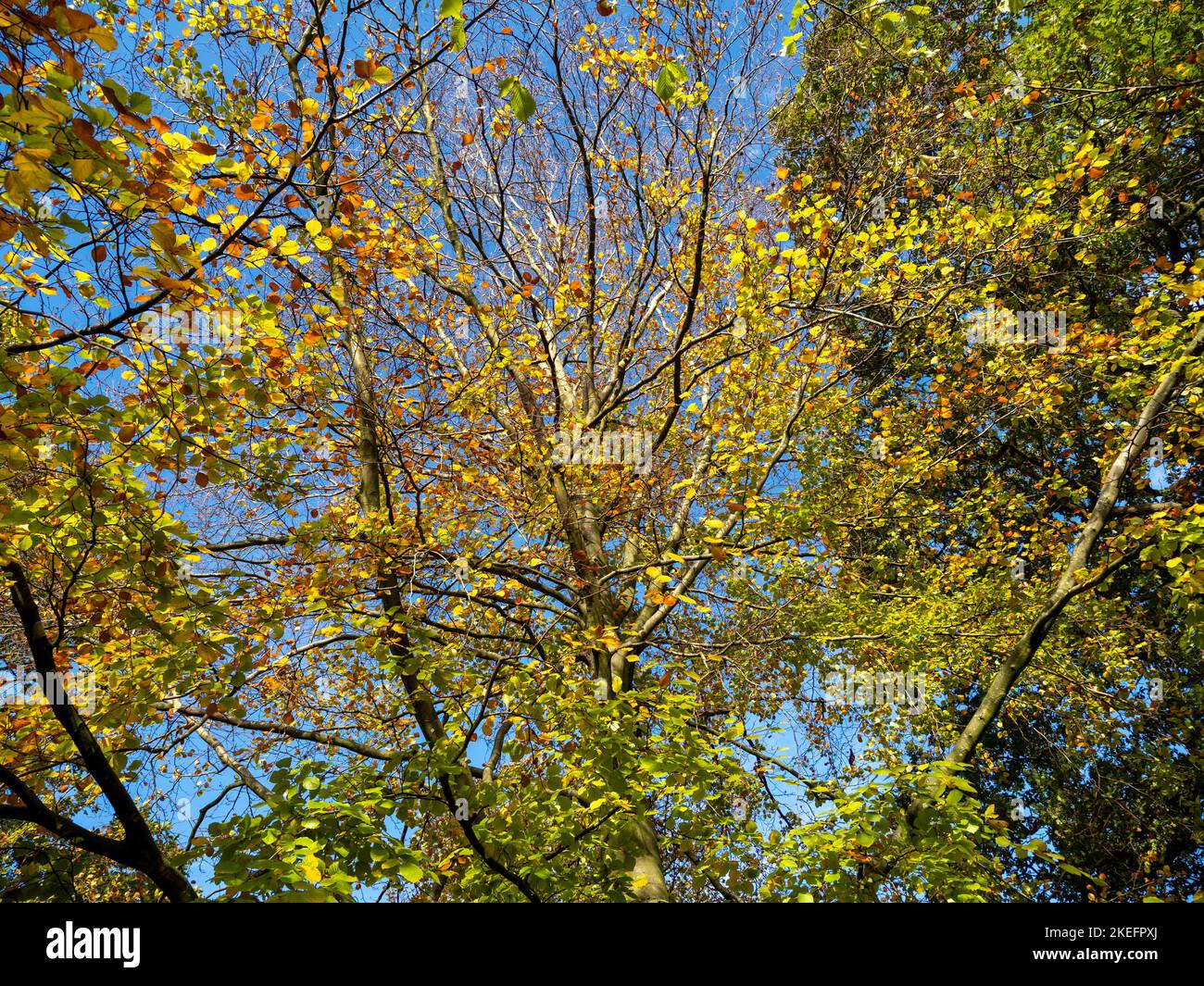 Looking up through tree branches with autumn foliage Stock Photo - Alamy