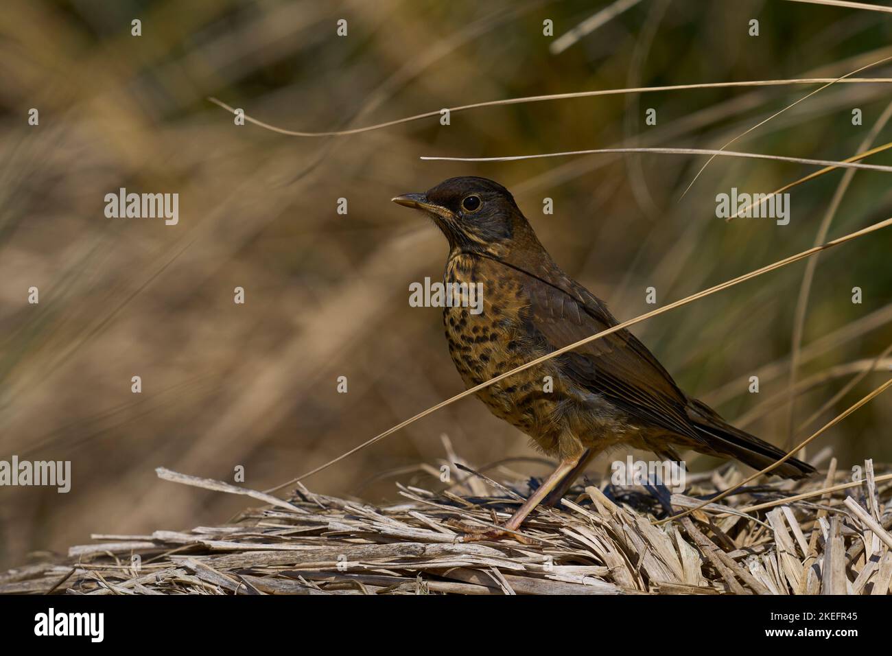 Falkland Thrush (Turdud falcklandii falcklandii) amongst the tussock ...