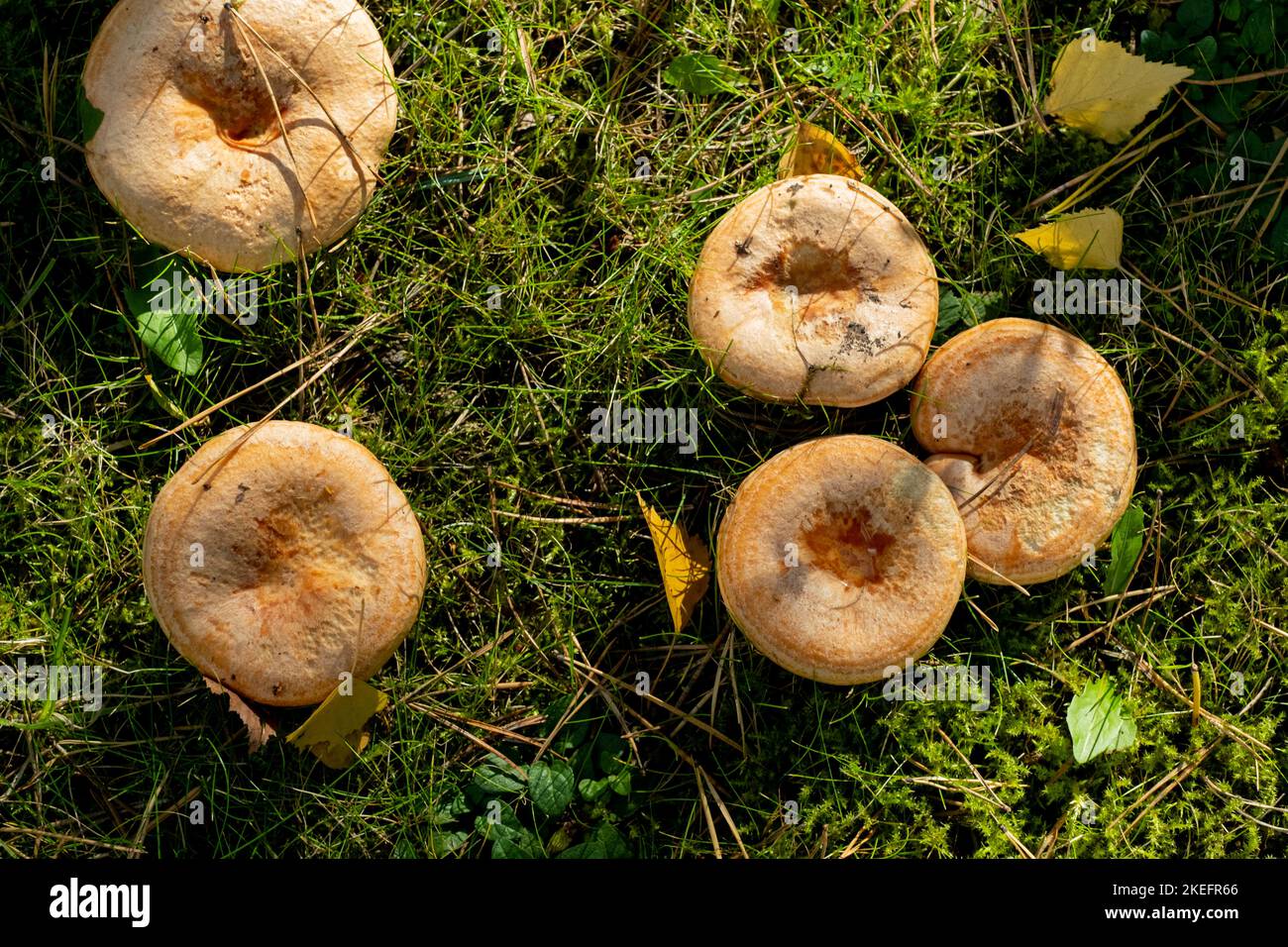 Saffron milk cap aka red pine mushroom (Lactarius deliciosus) growing ...