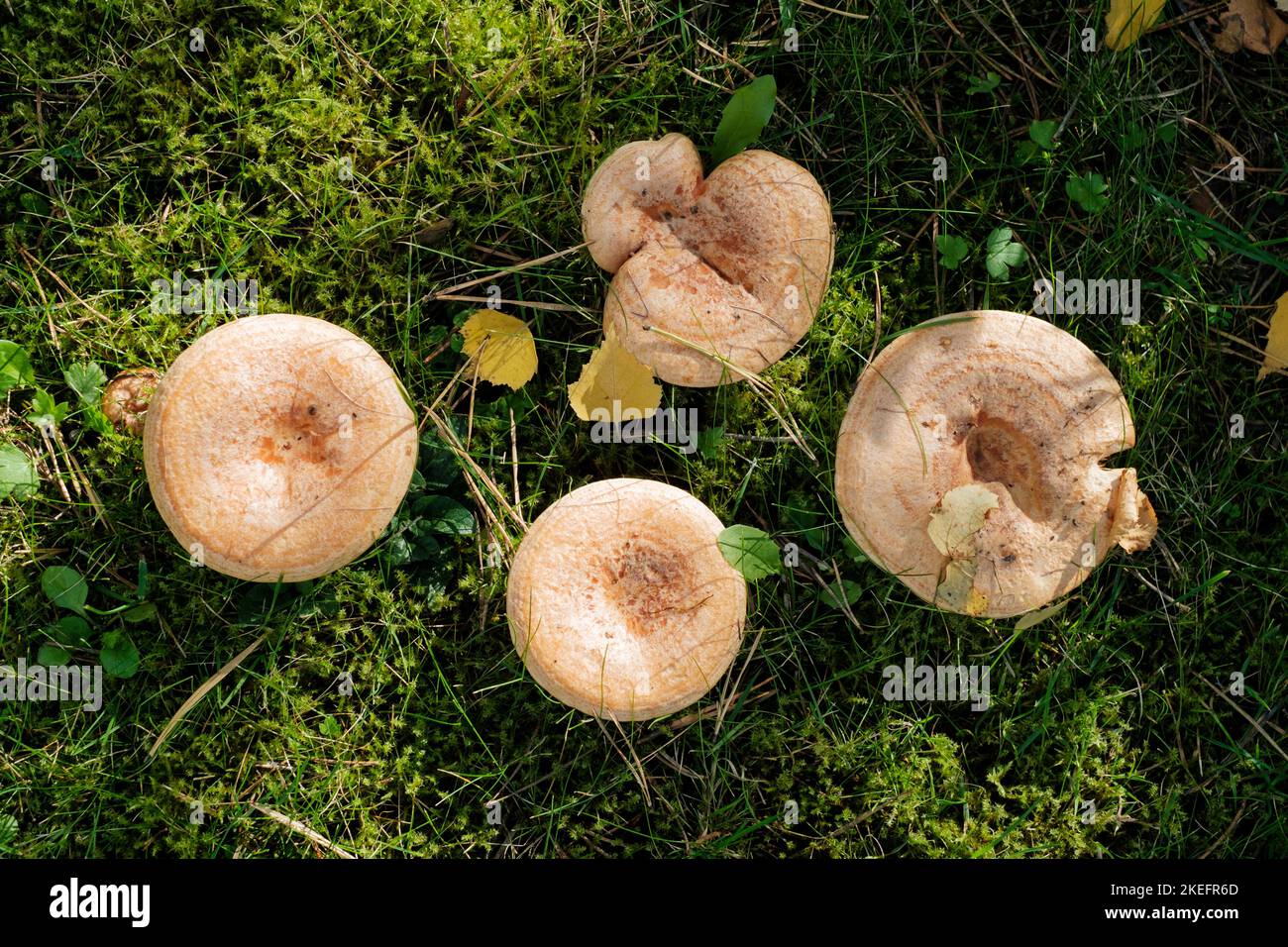Saffron milk cap aka red pine mushroom (Lactarius deliciosus) growing ...