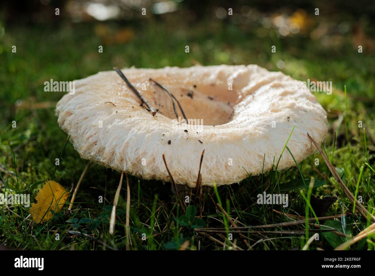 Saffron milk cap aka red pine mushroom (Lactarius deliciosus) growing ...