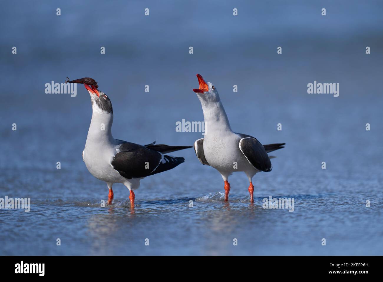 Dolphin Gull (Leucophaeus scoresbii) on the coast of Sea Lion Island in ...