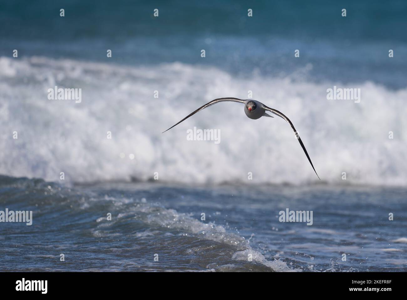 Dolphin Gull (Leucophaeus scoresbii) on the coast of Sea Lion Island in ...