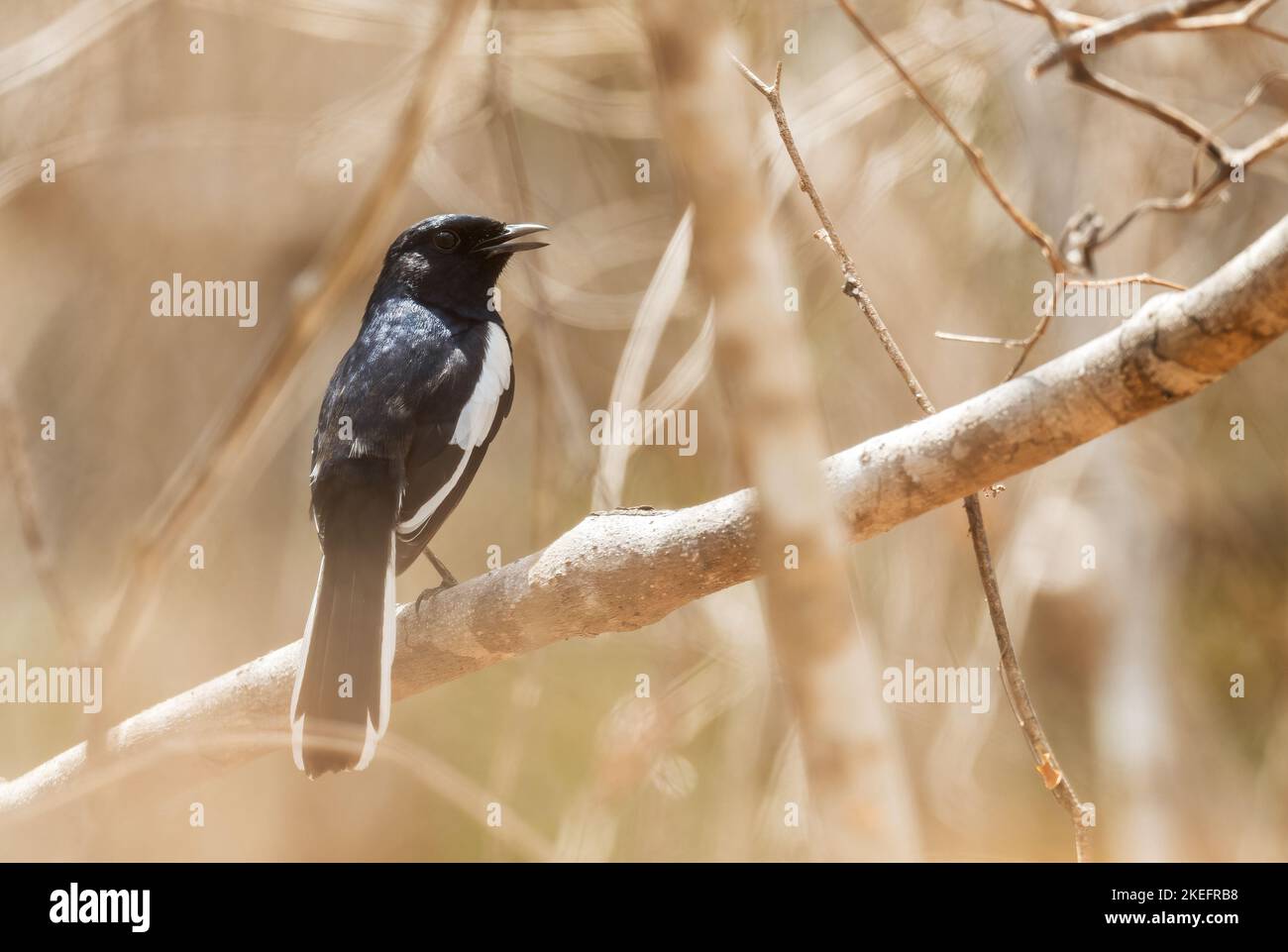 Madagascar Magpie-robin - Copsychus albospecularis, beautiful black and ...