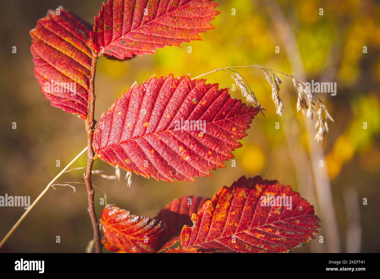 Beautiful multi-colored autumn leaves of trees. Autumn nature in ...