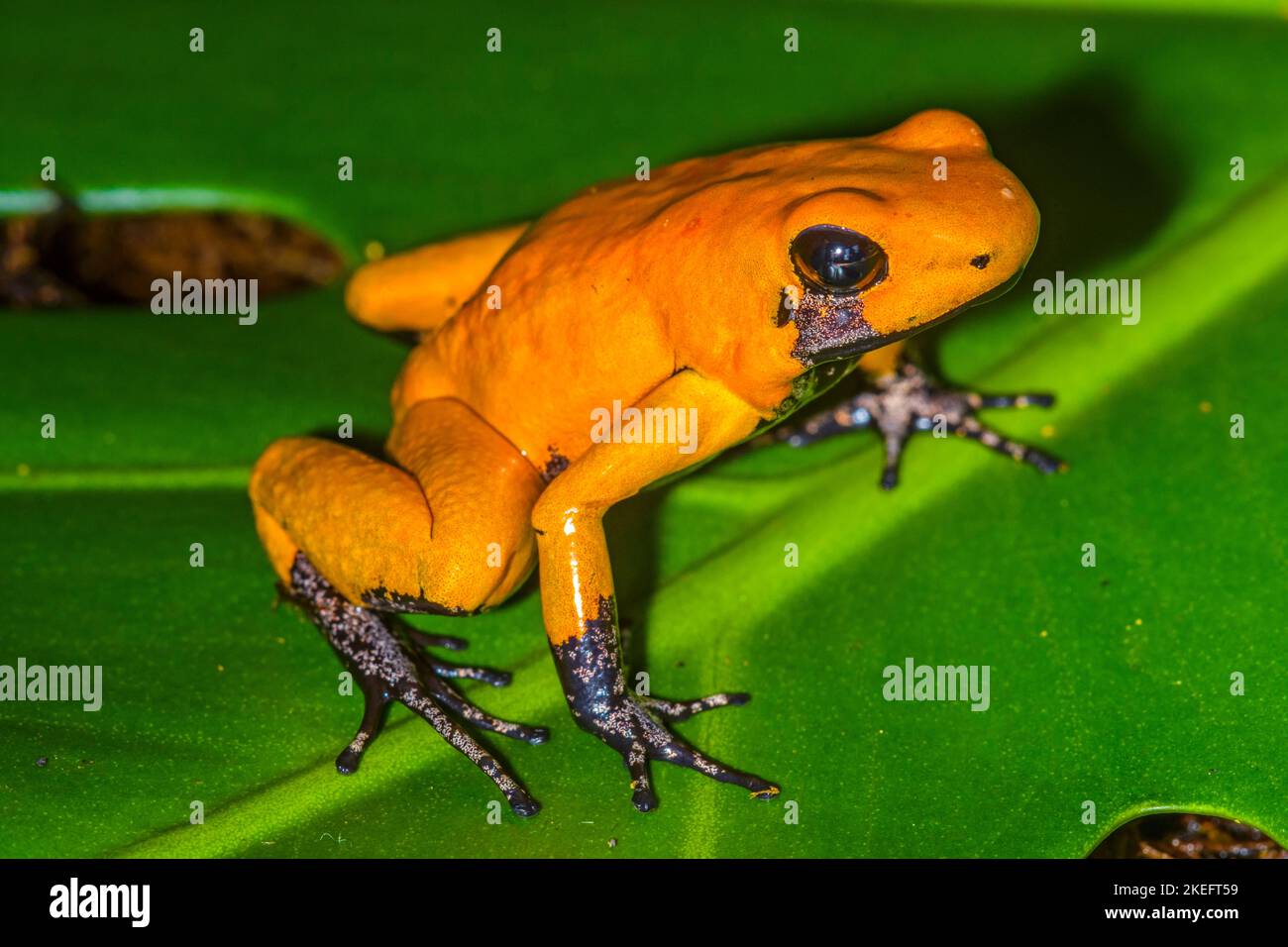 Golden poison frog phyllobates terribilis hi-res stock photography and ...