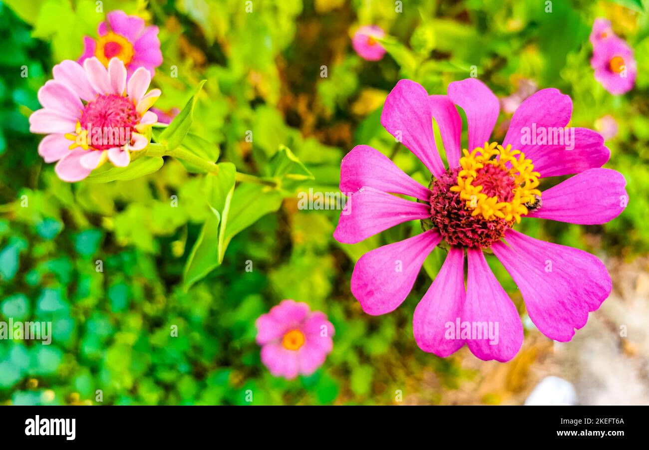 Purple pink and red flower flowers and plants plant in tropical garden ...