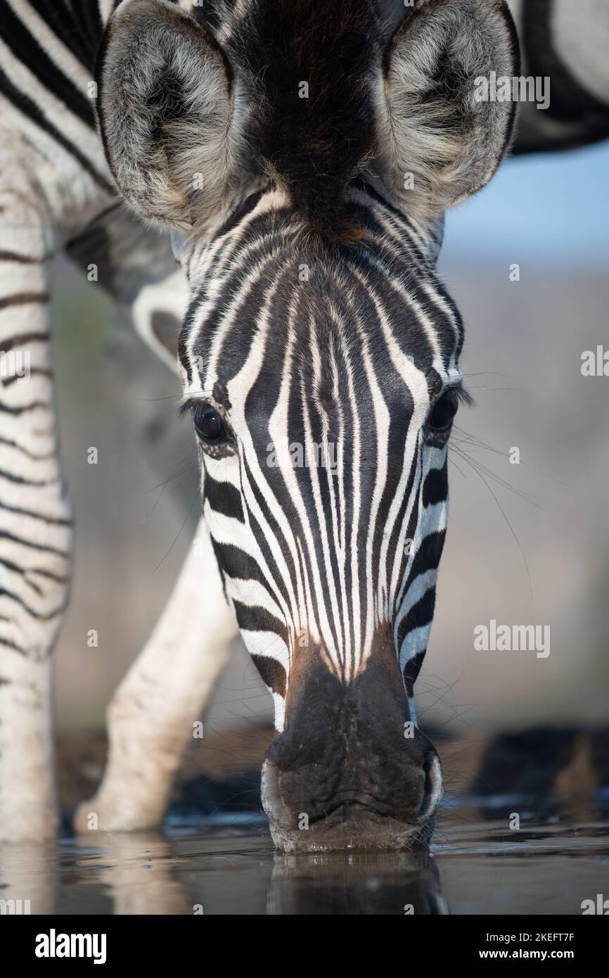 Zebra drinking at a water hole in ZImanga Private Game Reserve, South ...
