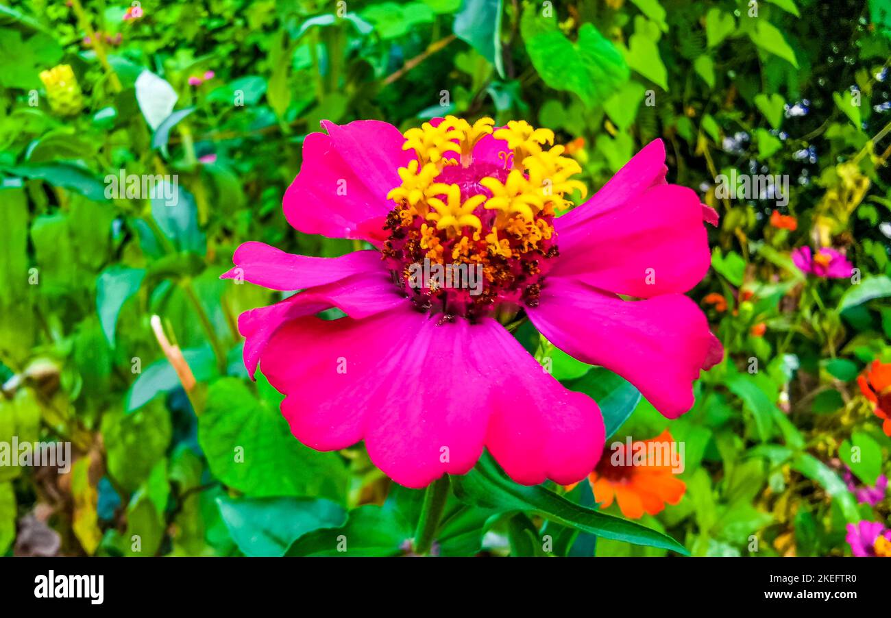 Purple pink and red flower flowers and plants plant in tropical garden ...