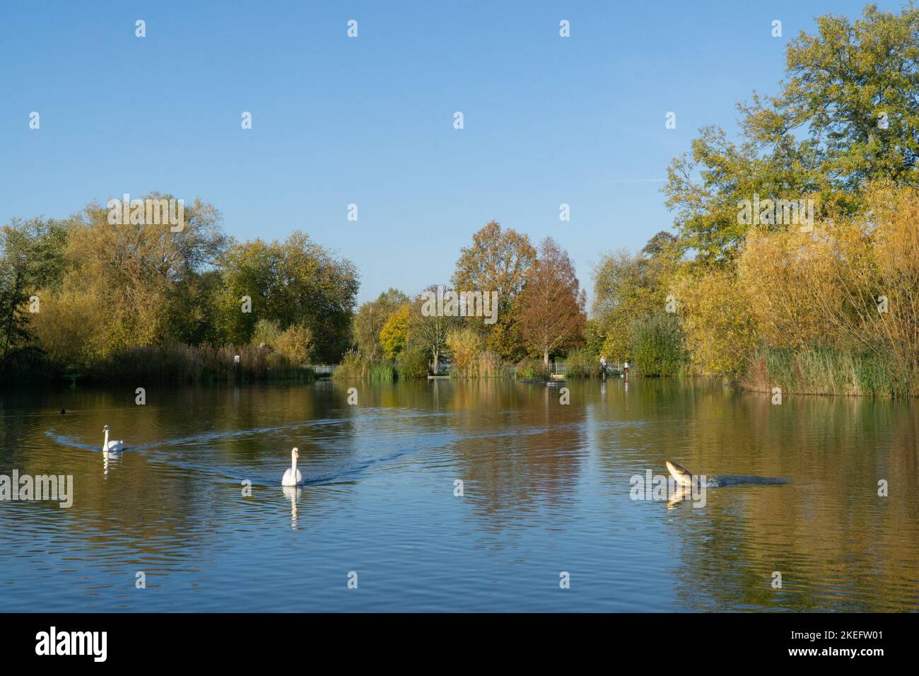 UK Weather, 12 November 2022: At the Mount Pond on Clapham Common ...