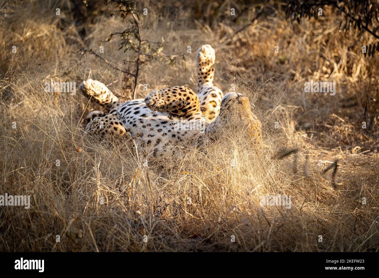 A large spotted cheetah laying around on its back on a field in Namibia ...