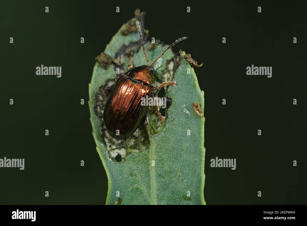 A macro shot of a Golden bells insect eating a pest leaf Stock Photo ...