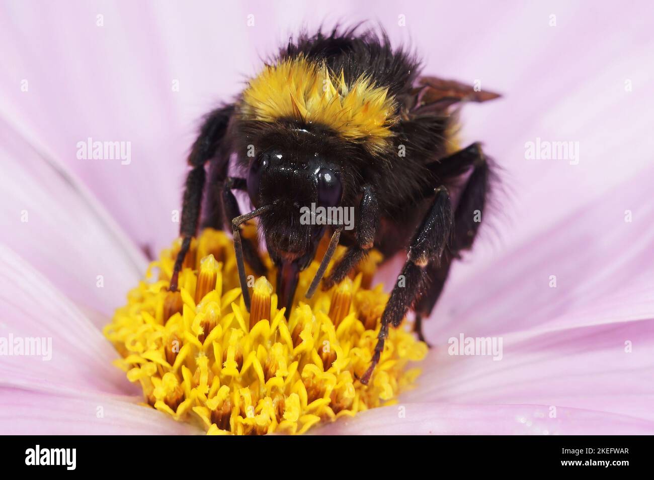 A macro shot of a Buff tailed bumblebee on Gloria cosmos flower Stock ...