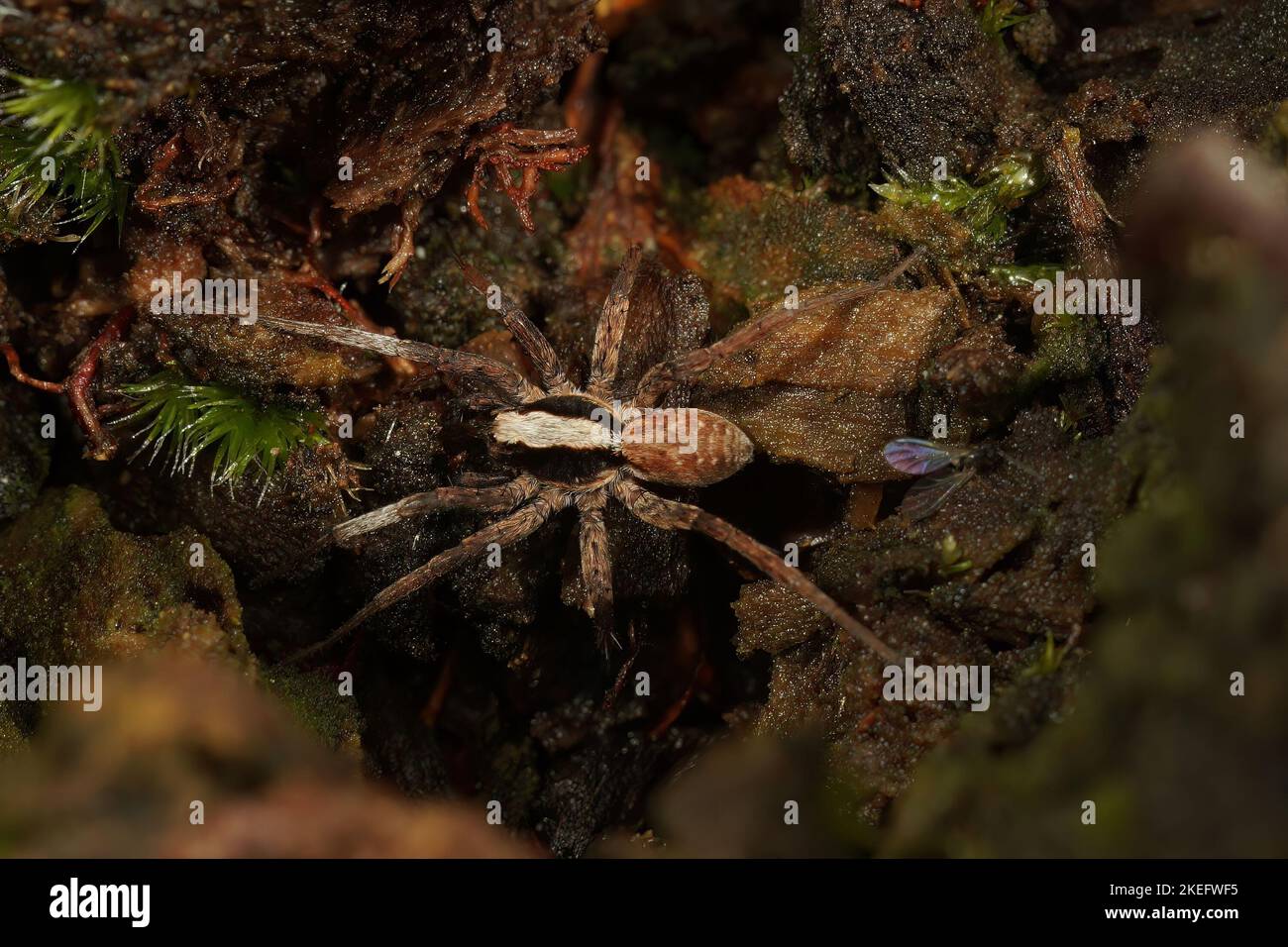 Burnt wolf spider hi-res stock photography and images - Alamy