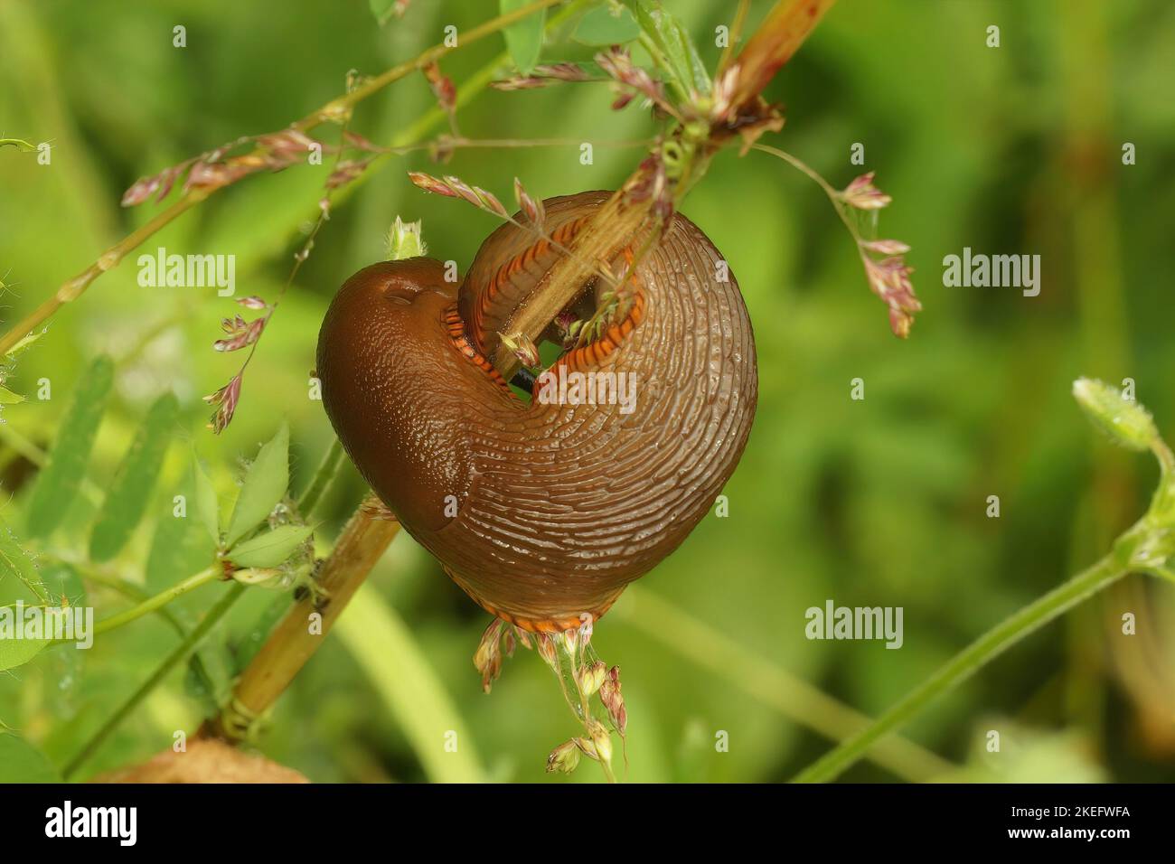 Slug on stem hi-res stock photography and images - Alamy