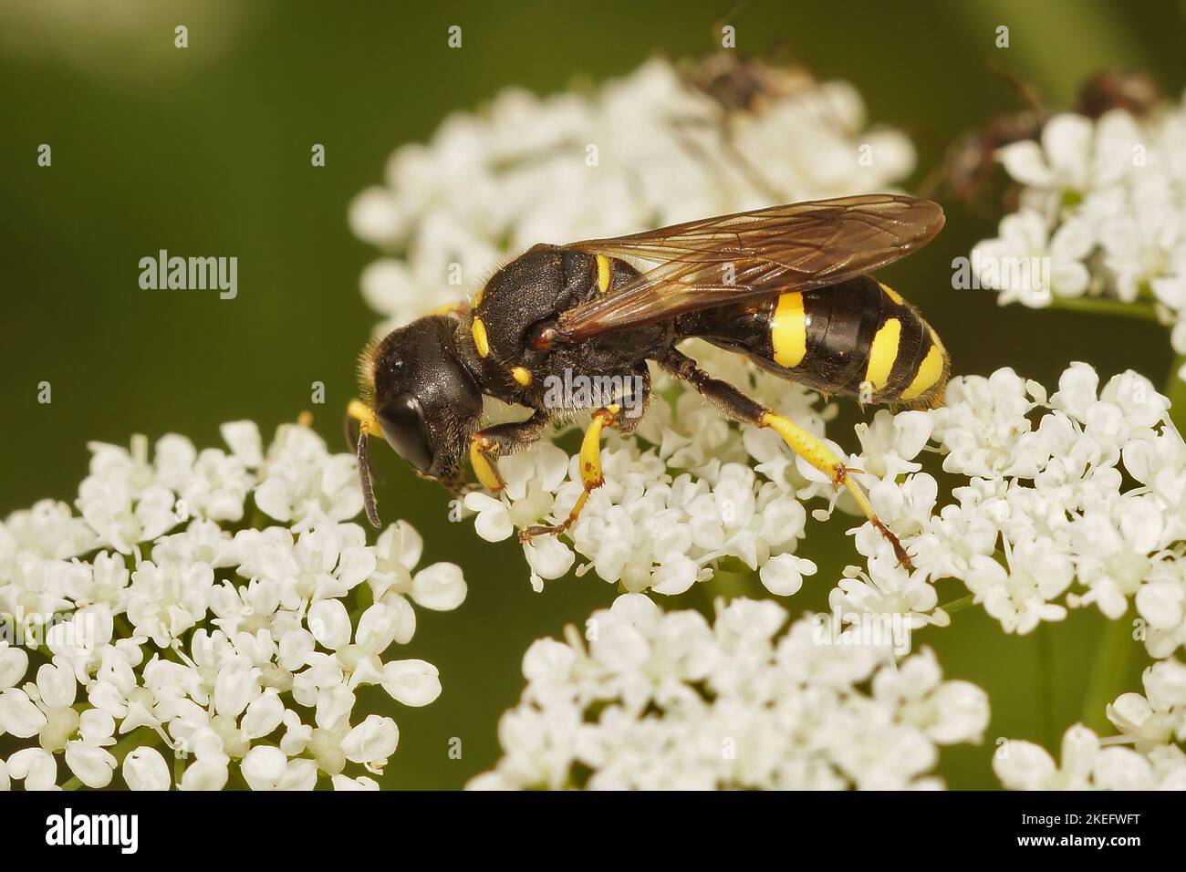 A macro shot of a square headed wasp on a wild carrot Stock Photo - Alamy