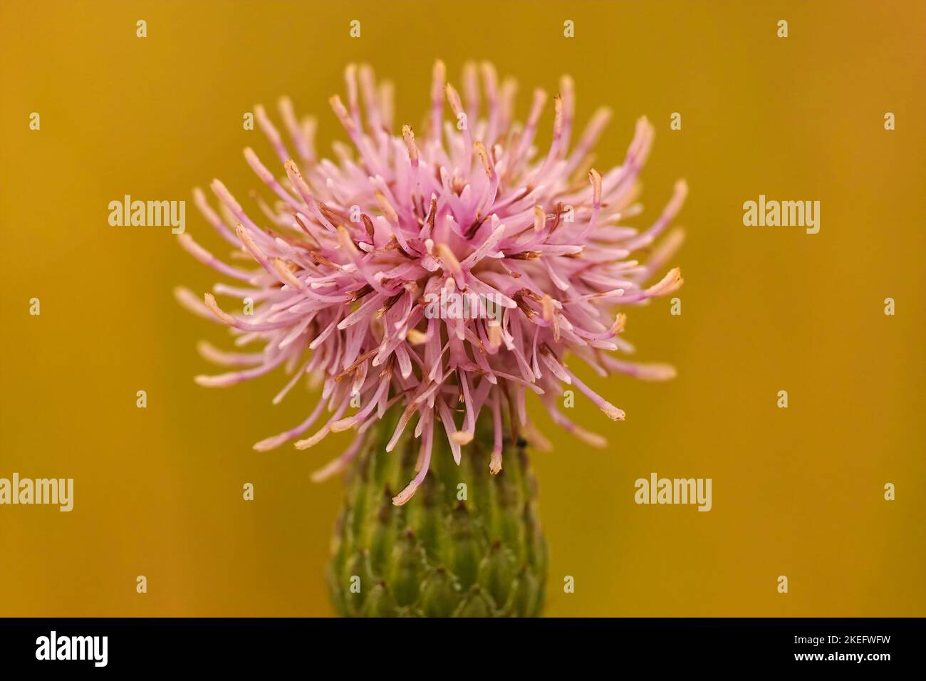 A closeup shot of blooming thistle head Stock Photo - Alamy