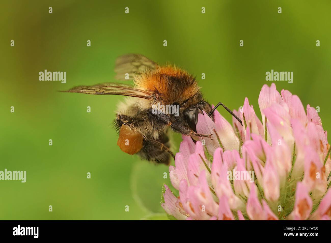 A macro shot of a common carder bee working on clover Stock Photo - Alamy