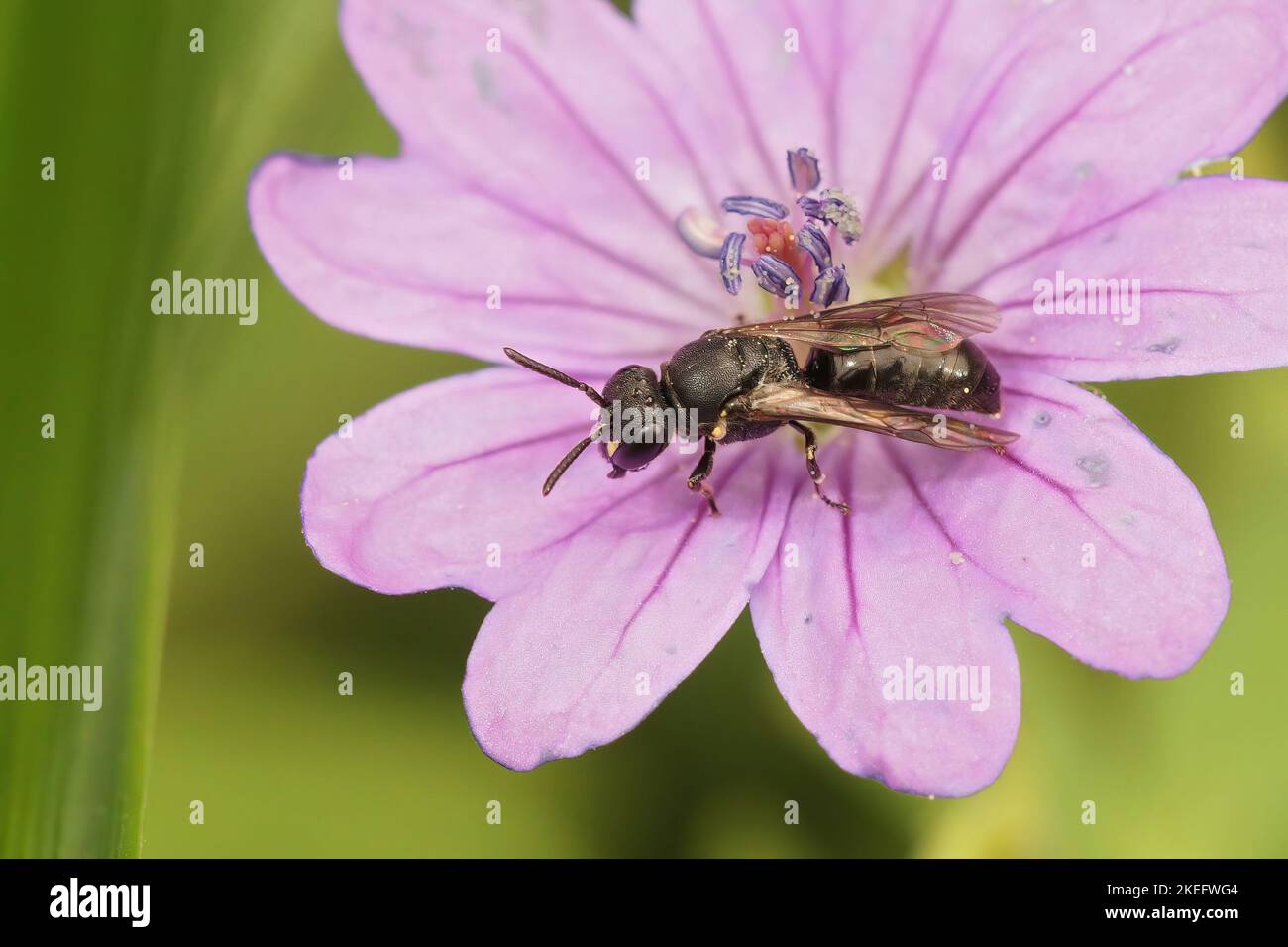 A macro shot of a yellow masked solitary bee on a pink Geranium ...