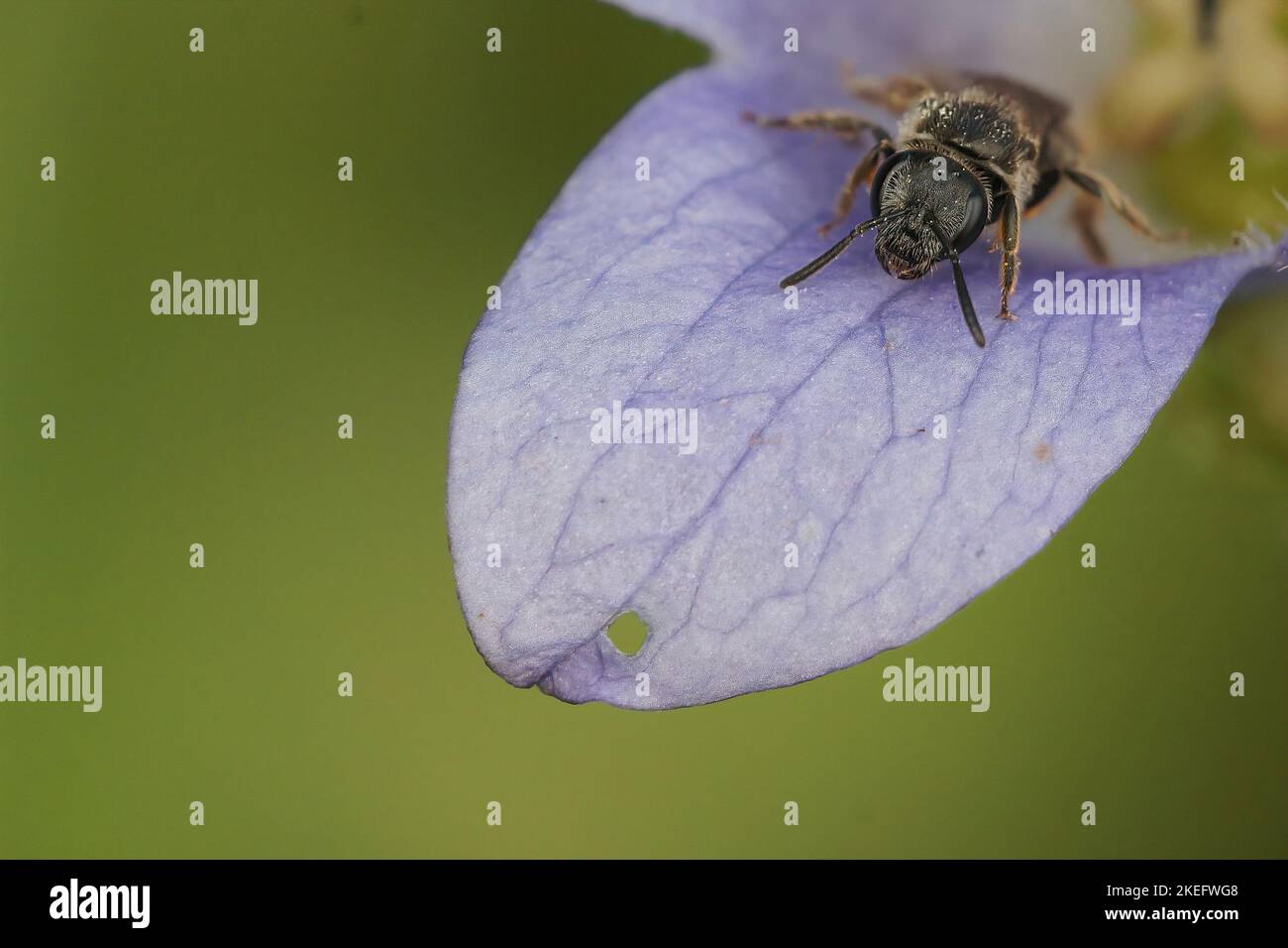 A macro shot of a furrow female bee on a blue Campanula bellflower leaf ...