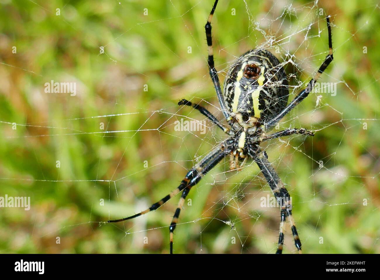 A dangerous looking Argiope Aurantia, black and yellow garden spider of ...