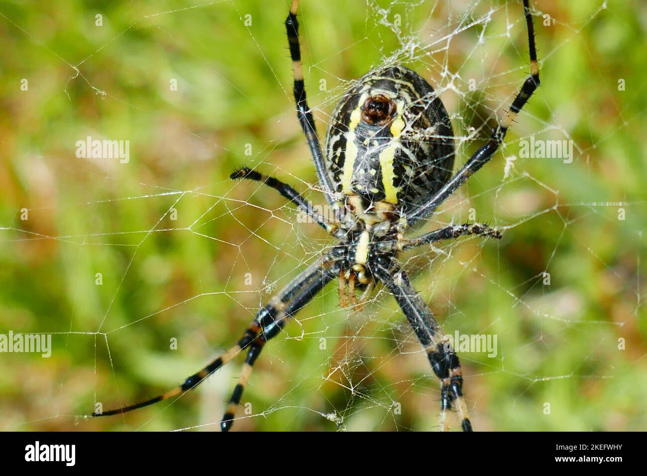 A dangerous looking Argiope Aurantia, black and yellow garden spider of ...