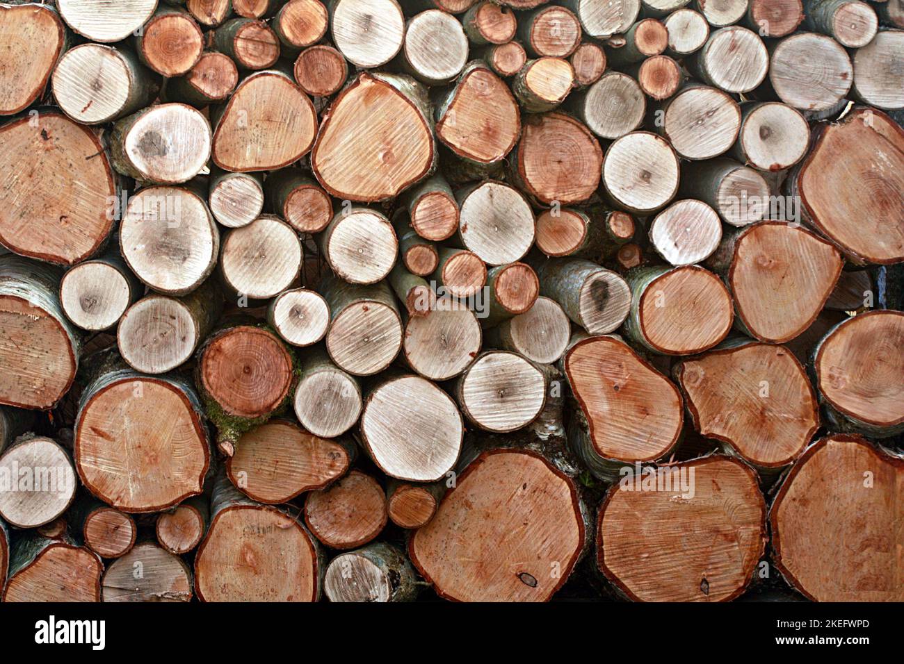 The stacked logs. Wood storage for industry Stock Photo - Alamy