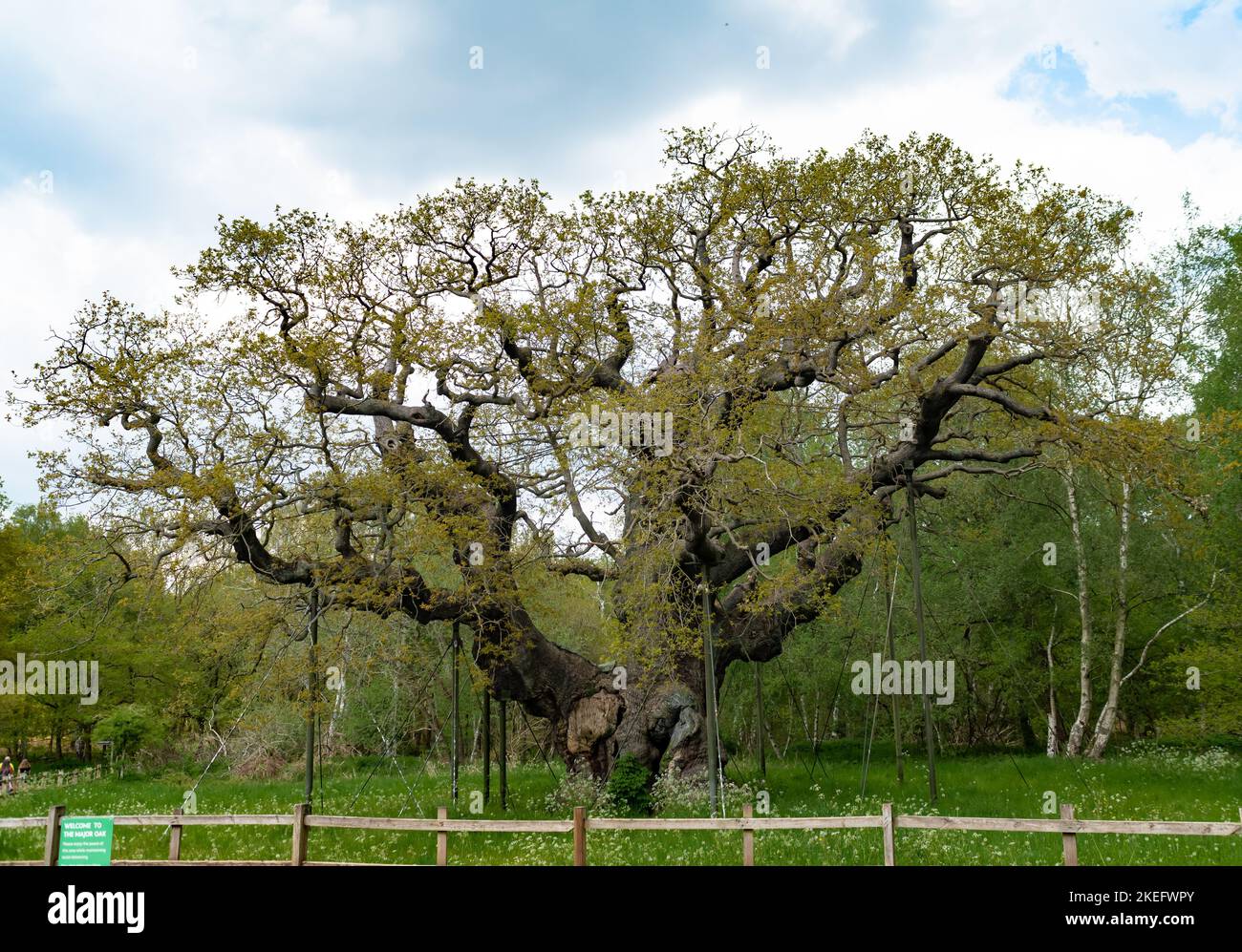 Major oak sherwood hi-res stock photography and images - Alamy