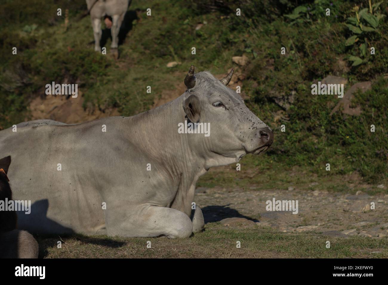 Gray cow hi-res stock photography and images - Alamy