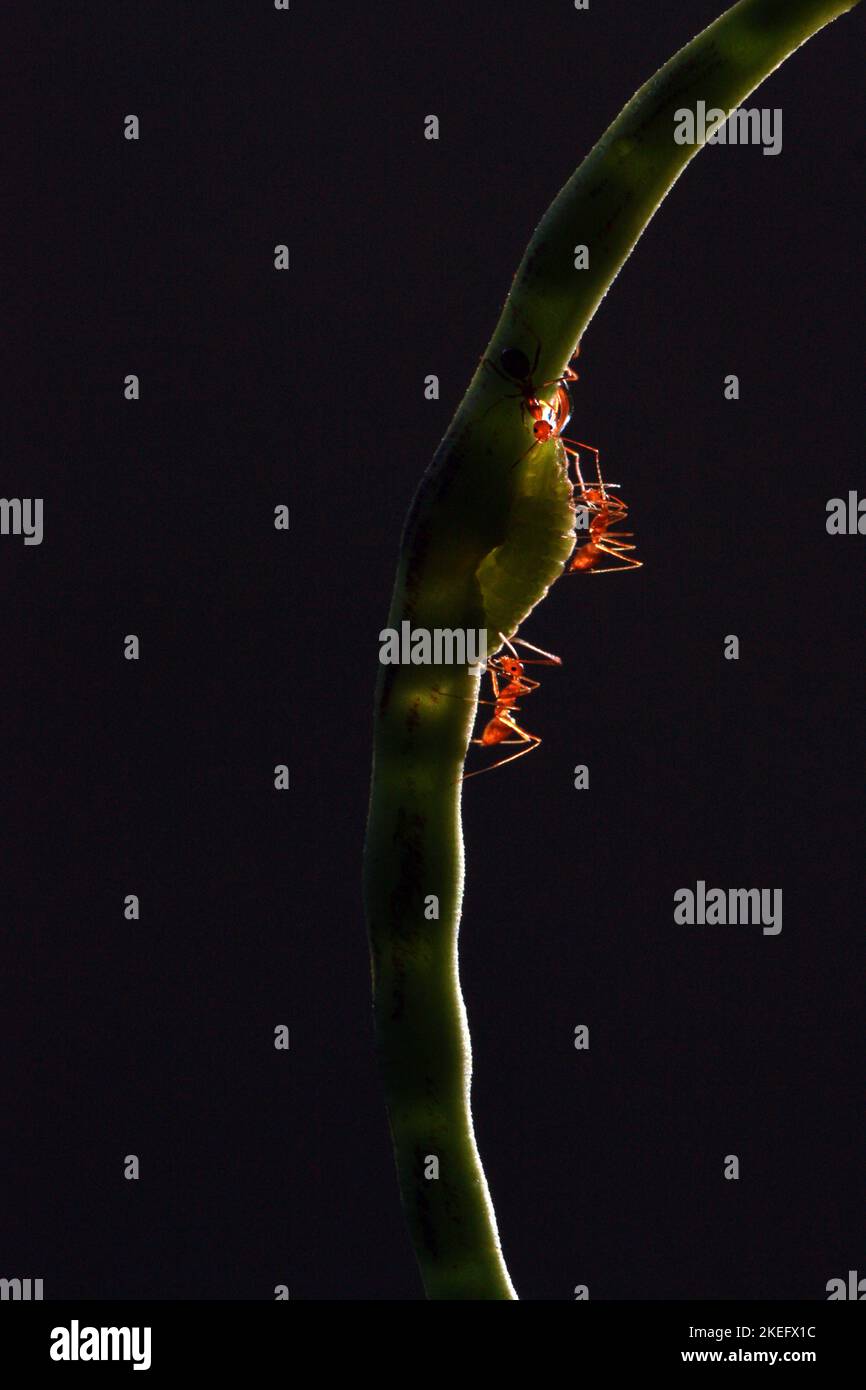 A vertical closeup of the red ants on the green stem carrying a ...