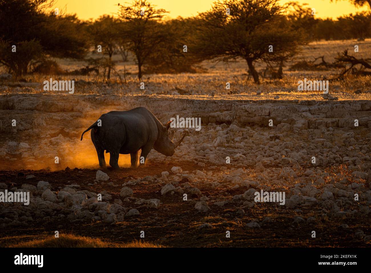 A beautiful shot of a rhino walking around at sunset in Etosha National ...
