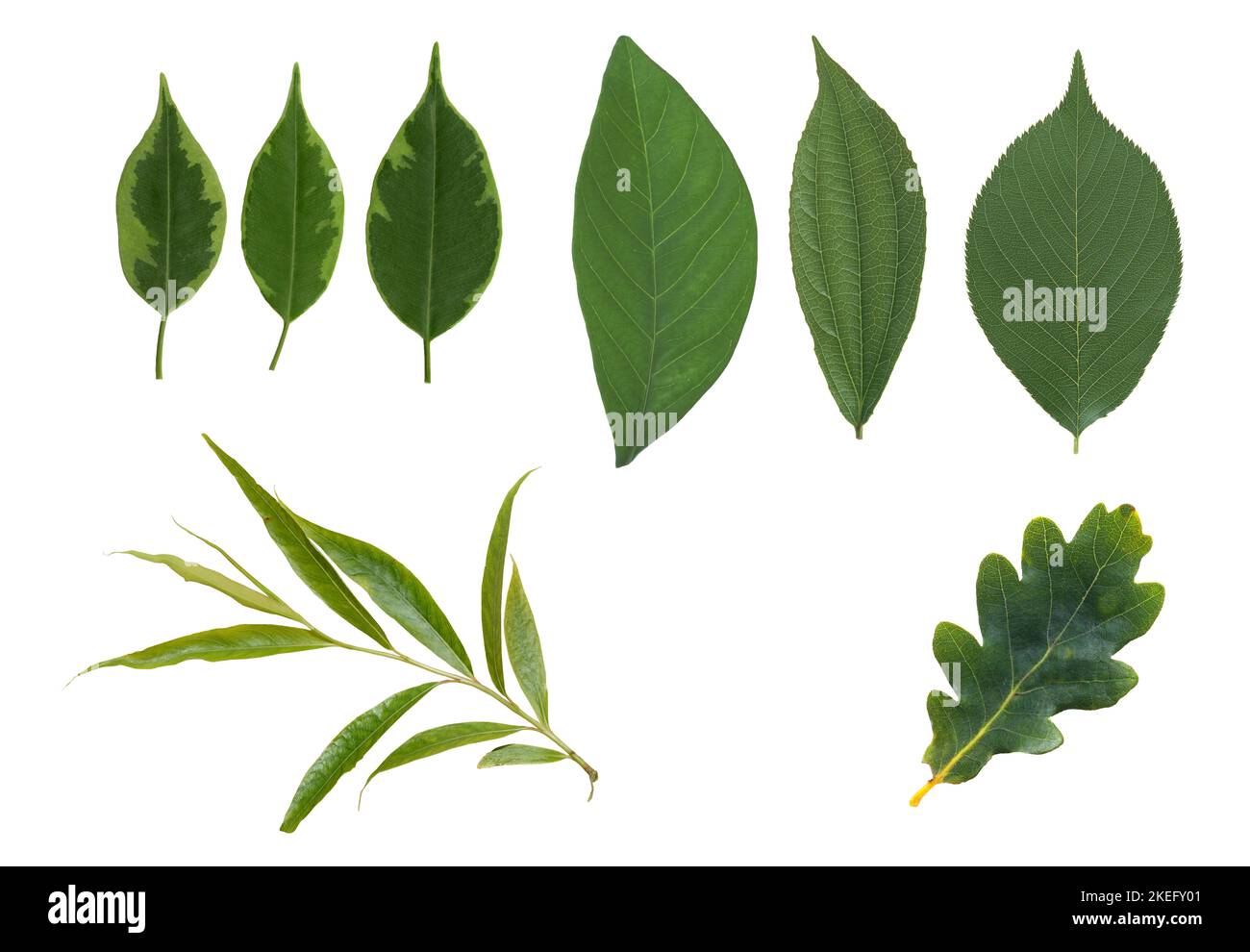 Branch with green leaves. Collection leaves isolated on white ...