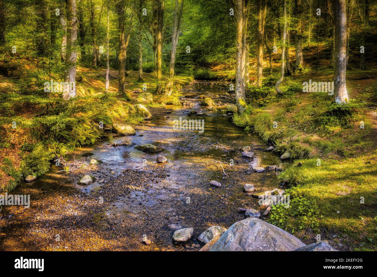 Stream in the green forest of the Tuscan-Emilian Apennine National Park ...